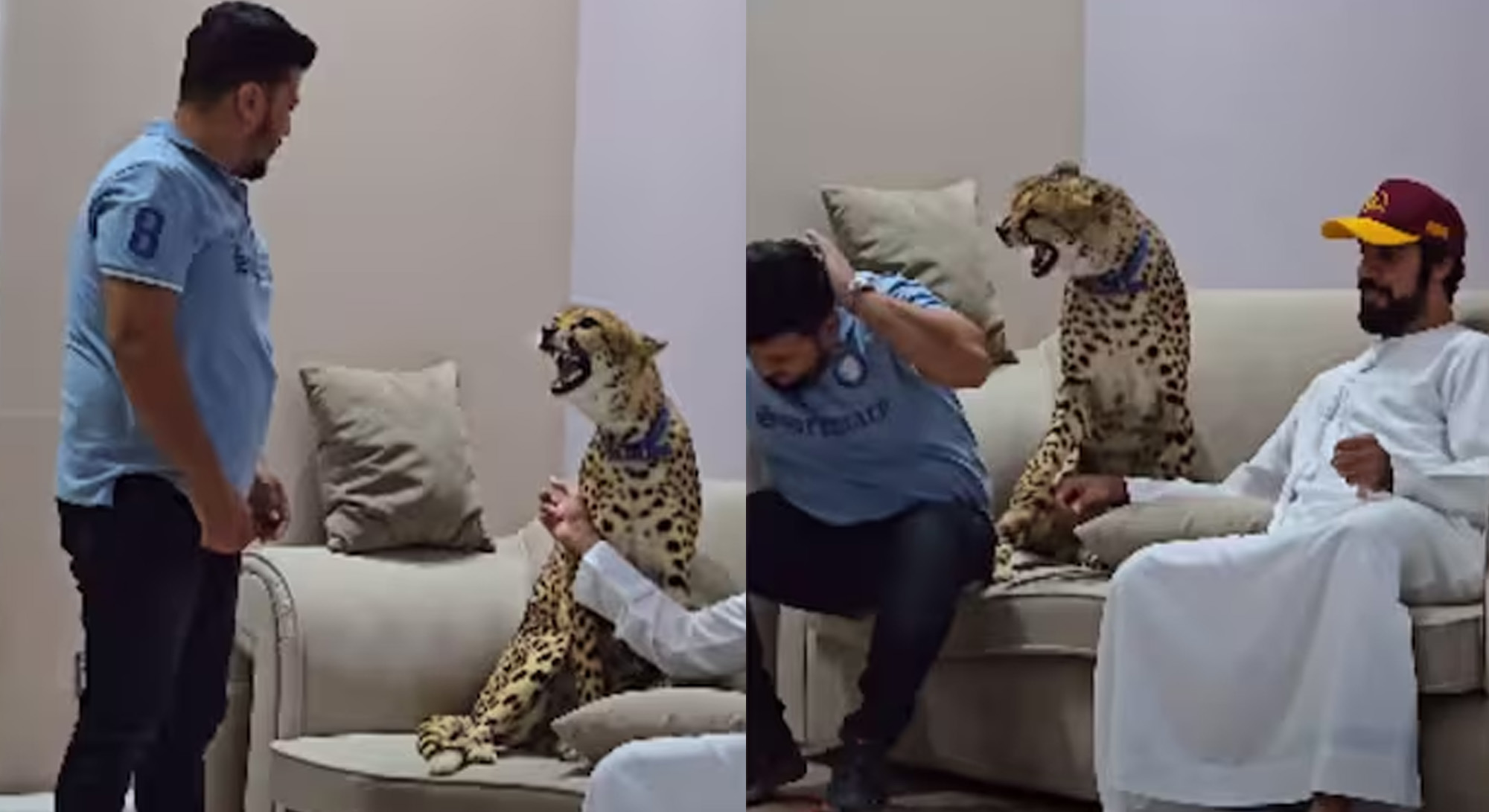 Influencer diserang Cheetah, netizen kata 'Padan muka' | The Reporter