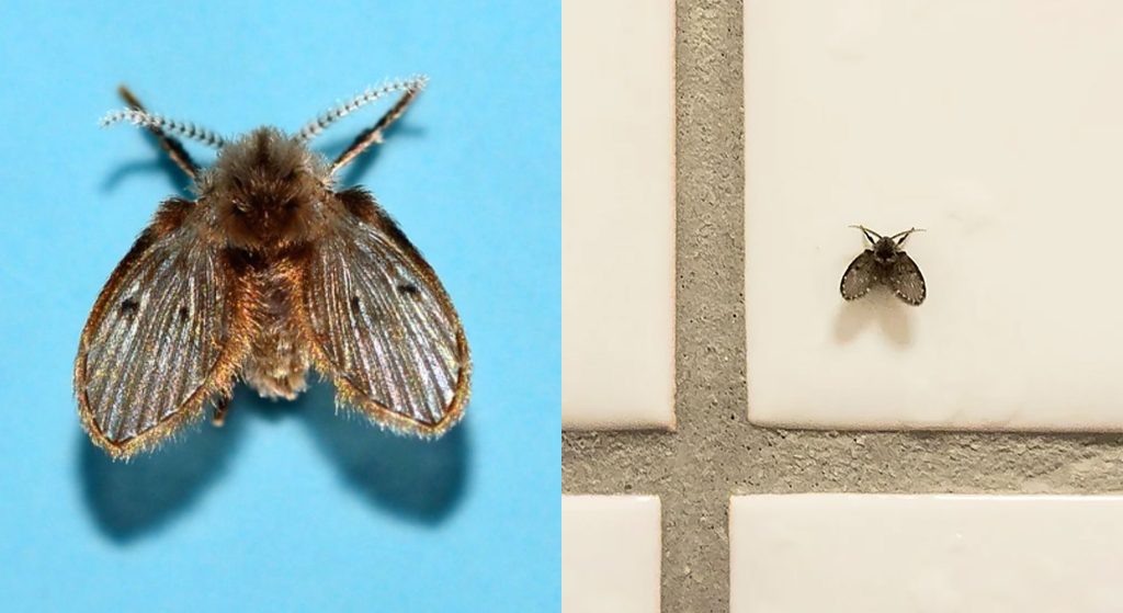 ‘Natang ni la yang selalu tengok kita mandi’ - Moth Flies | The Reporter