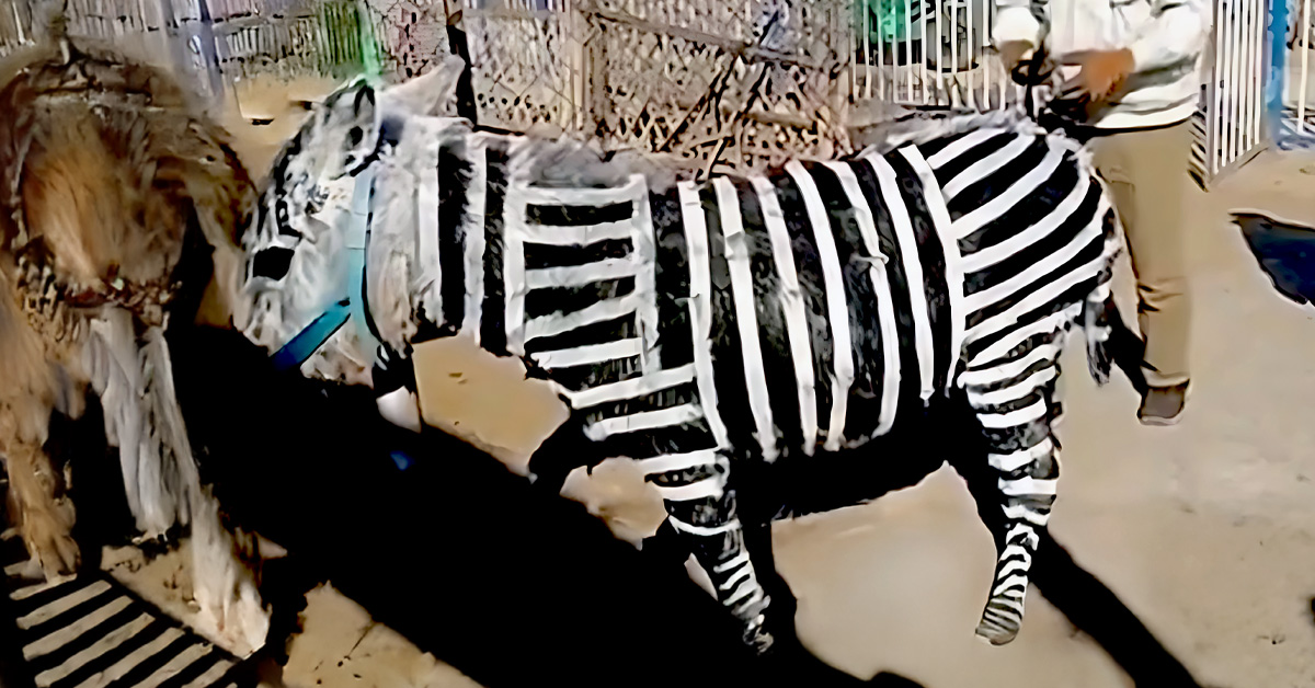 Zoo cat keldai jadi ‘zebra’ untuk tarik pelawat | The Reporter