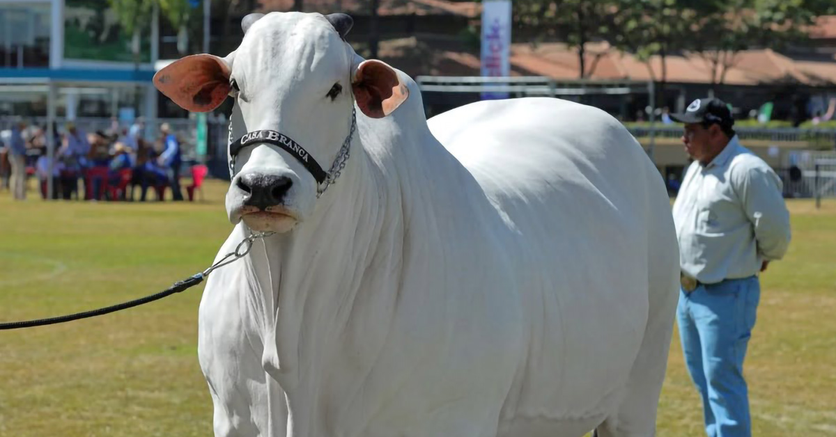 Lembu termahal di dunia dijual dengan harga RM18.8 juta, pecah rekod ...