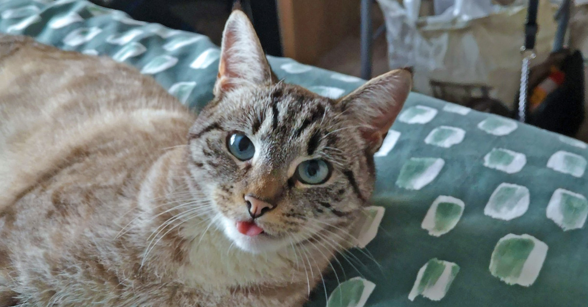 Kucing hilang 4 bulan ditemui di negara lain, lebih 480km dari rumah ...