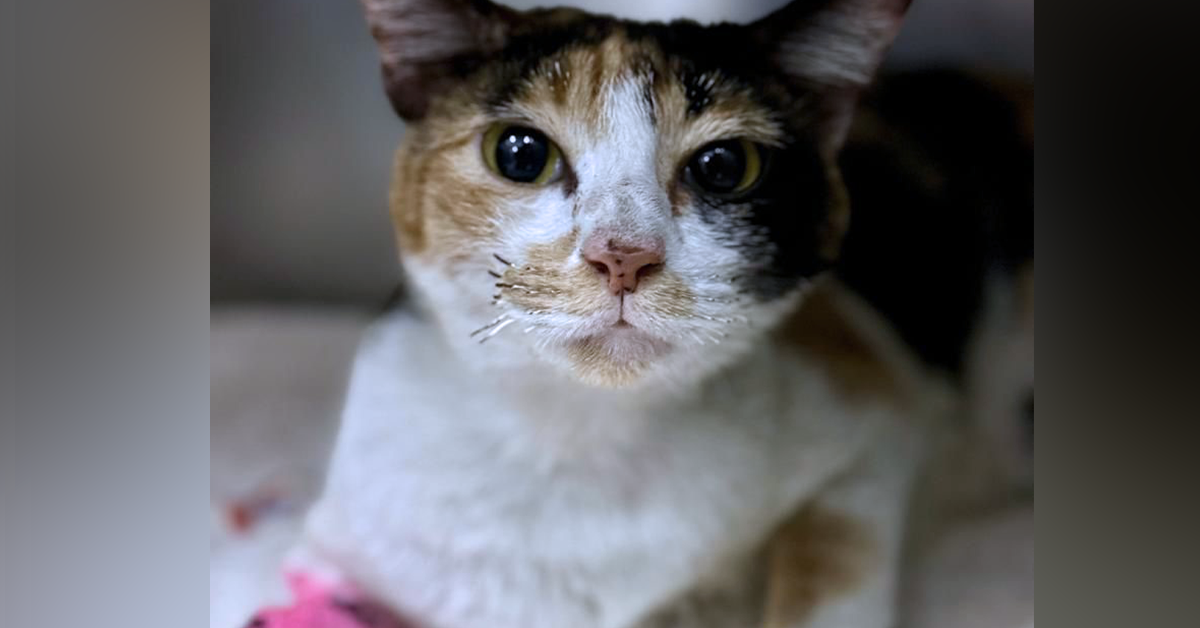 Wanita kongsi perkembangan 'Api Bunga', kucing terselamat dari ...